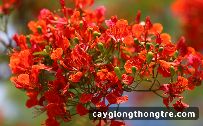 Cây Phượng Vĩ Trồng Công Trình Cảnh Quan Cây Giống Thông Tre